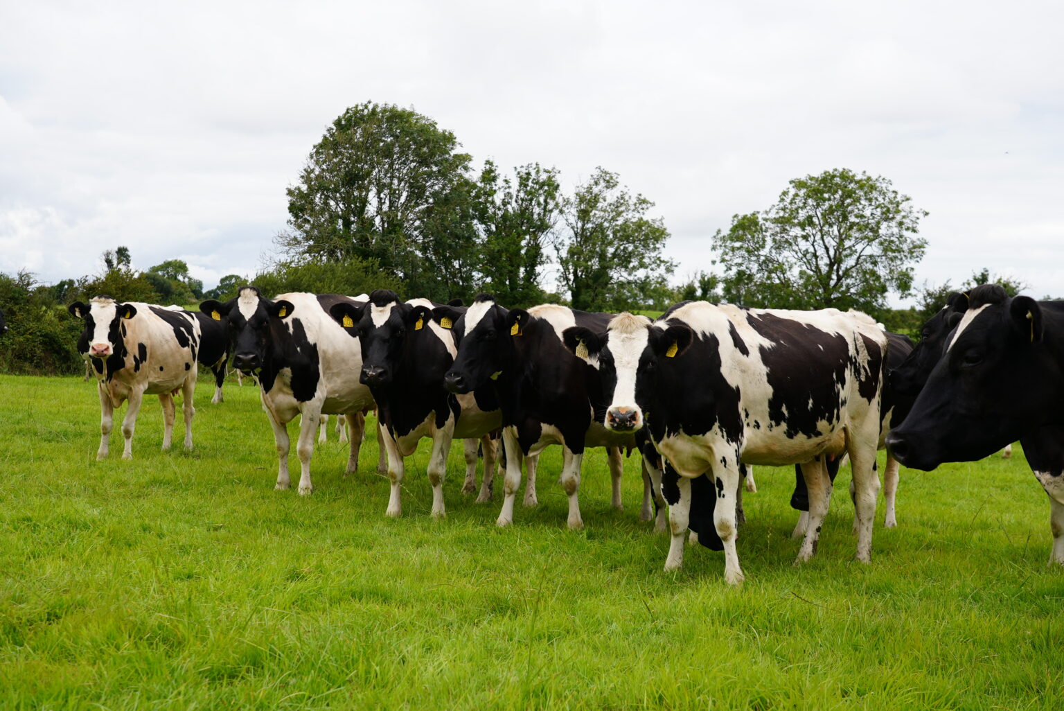 Farm Solutions Ltd. - The Farm Staffing Specialists for Ireland.